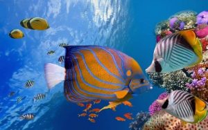 Are fish animals or not?